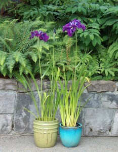 Container Culture - Mt. Pleasant Iris Farm