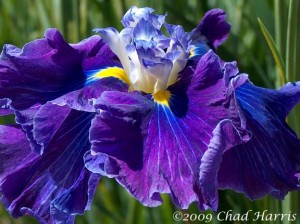 Japanese Iris (JI) - Mt. Pleasant Iris Farm