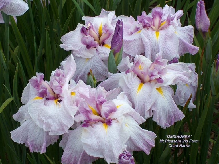 Growing Japanese Iris - Mt. Pleasant Iris Farm