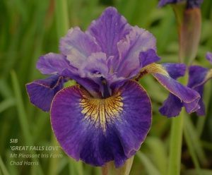 Siberian Iris (SIB) - Mt. Pleasant Iris Farm