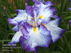 Japanese Iris (JI) - Mt. Pleasant Iris Farm