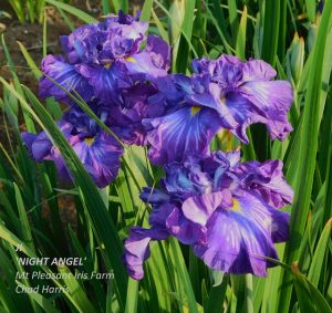 Japanese Iris (JI) - Mt. Pleasant Iris Farm